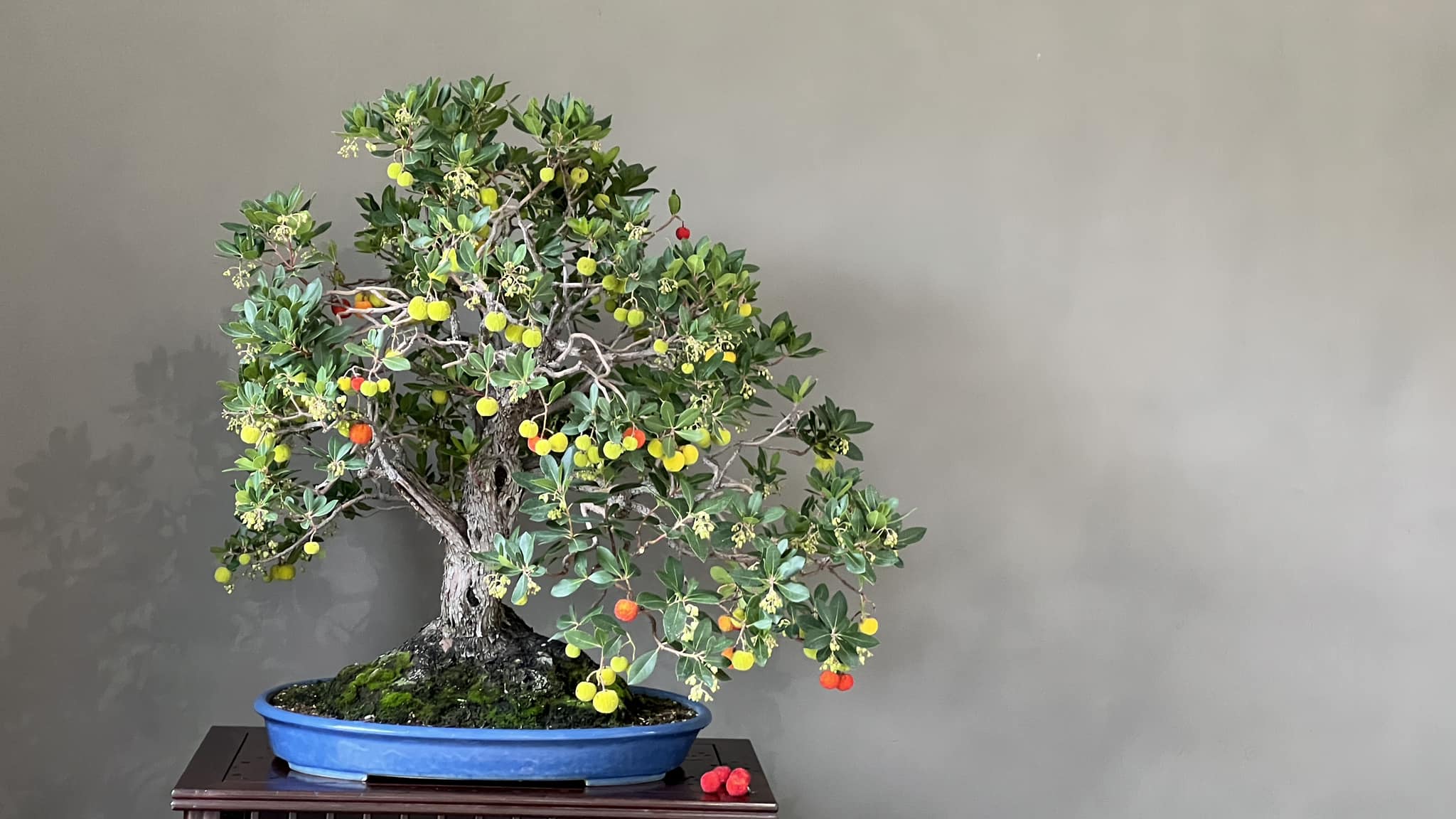 El madroño - Luis Vallejo. Jardín Bonsai en Alcobendas